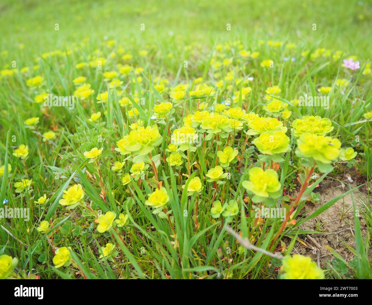 Euphorbia, flowering plant, spurge, Euphorbiaceae. Euphorbia serrata ...