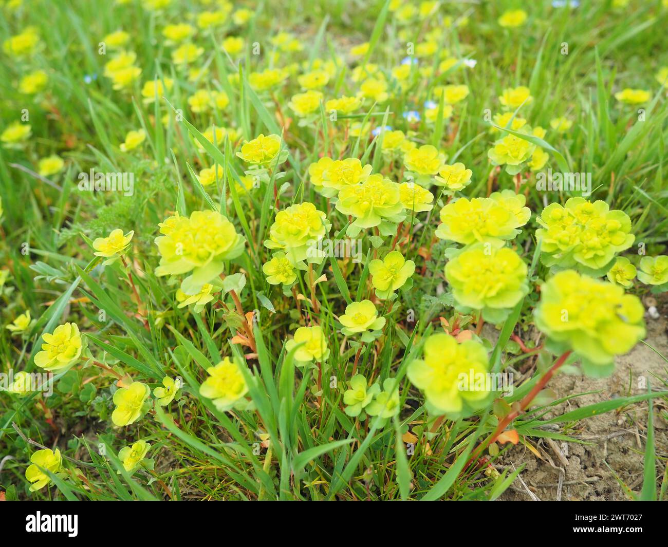 Euphorbia, flowering plant, spurge, Euphorbiaceae. Euphorbia serrata ...