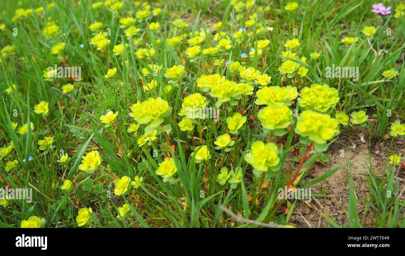 Euphorbia, flowering plant, spurge, Euphorbiaceae. Euphorbia serrata ...