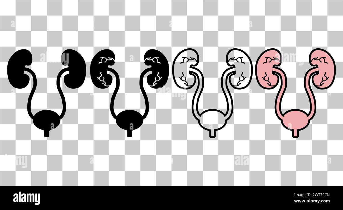 Set of Urology health human icon, anatomy medical body bladder sign ...