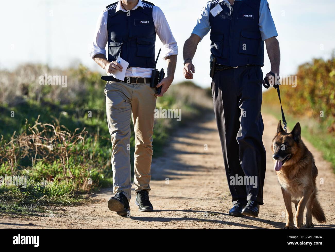 Policeman, dog and walk in field for search in crime scene or robbery ...