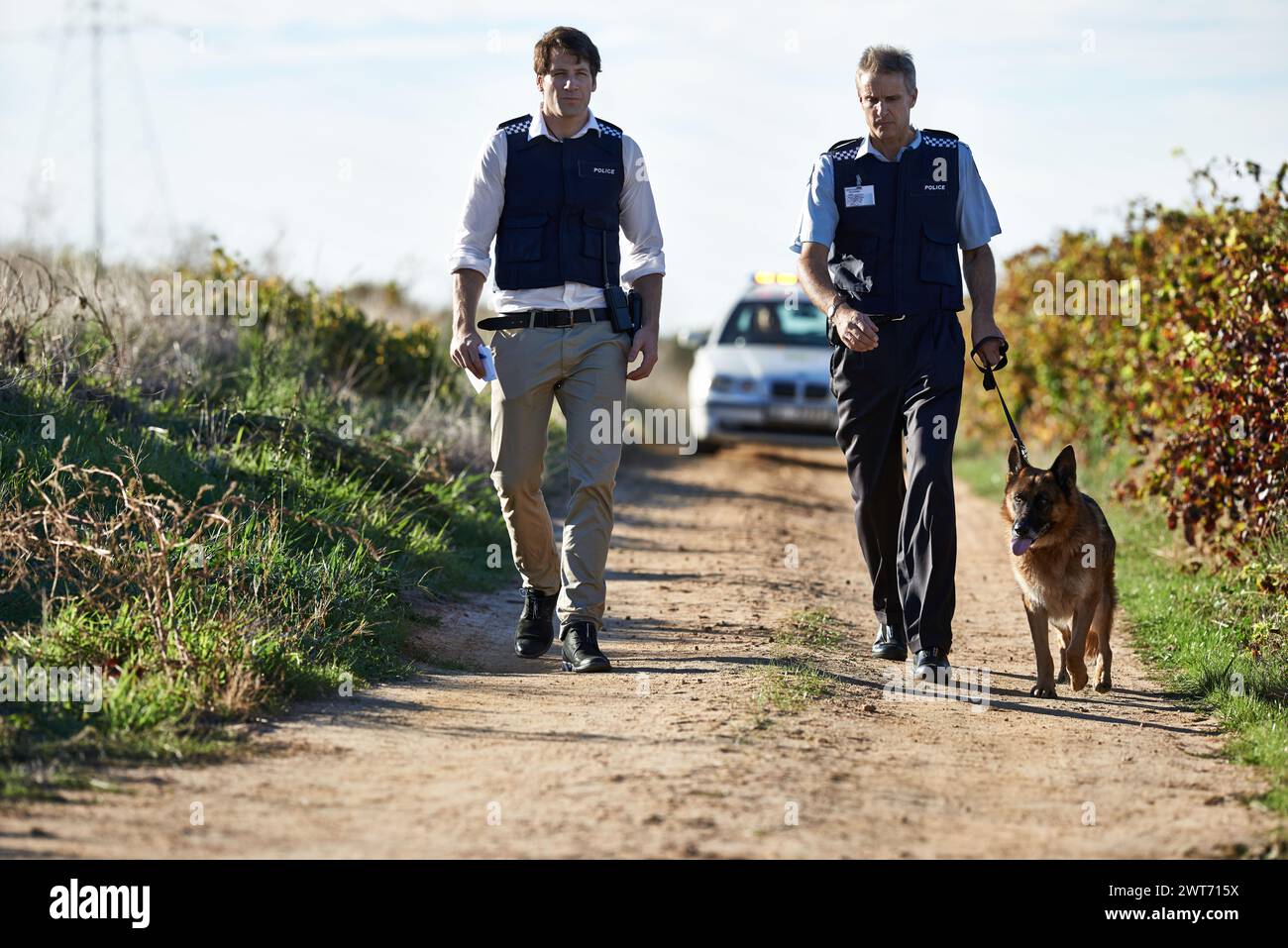 Detective, dog and walk in field for robbery or crime scene with car ...