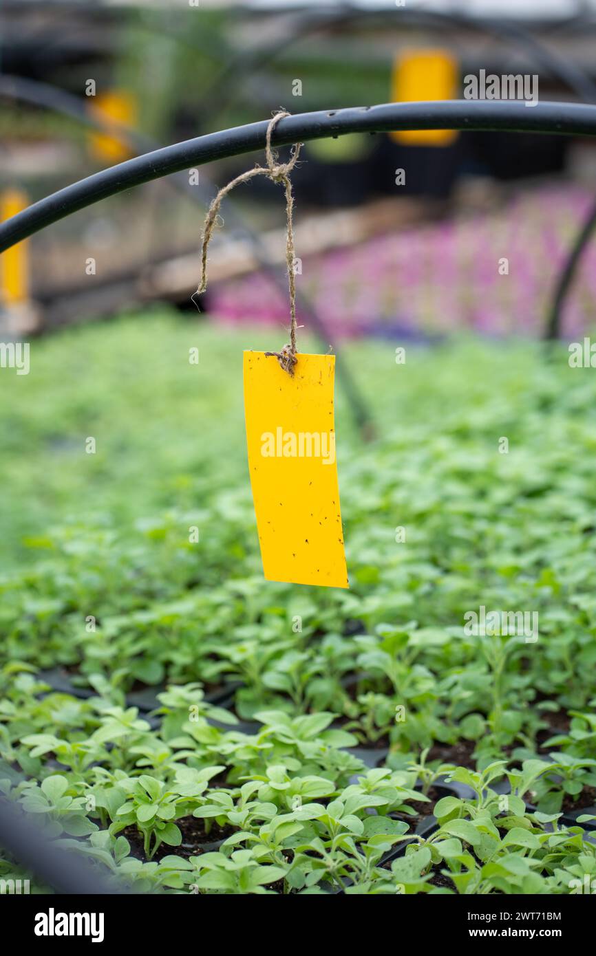 Fungus gnats stuck on yellow sticky trap in greenhouse. Eco plant pest ...