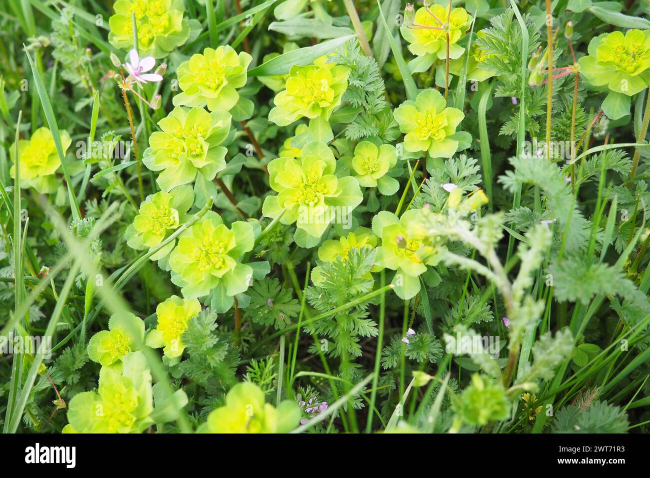 Euphorbia, flowering plant, spurge, Euphorbiaceae. Euphorbia serrata ...