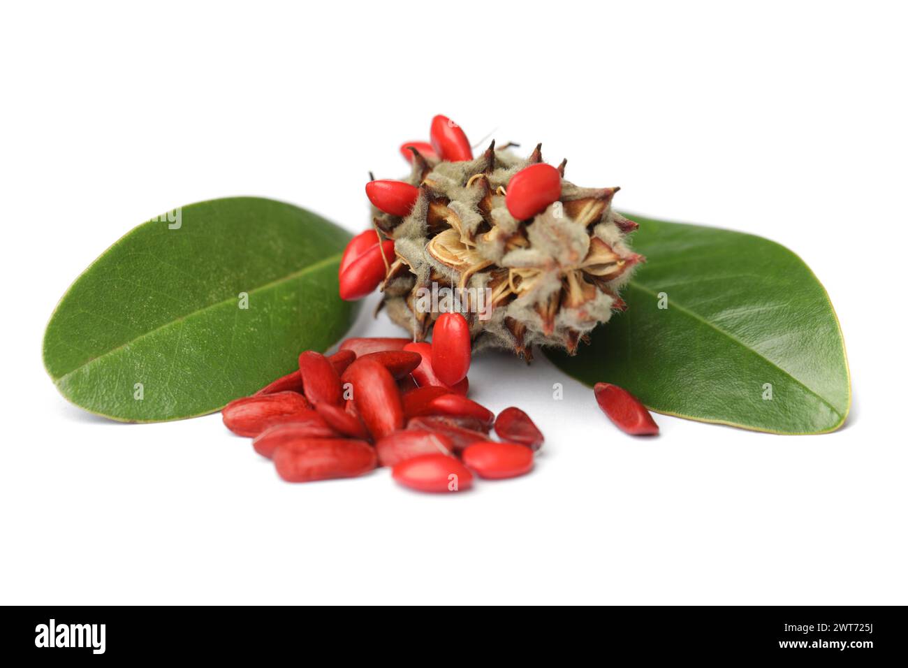 Magnolia tree fruits, green leaves and red seeds on white background ...