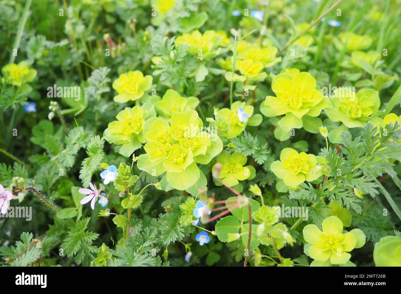 Euphorbia, flowering plant, spurge, Euphorbiaceae. Euphorbia serrata ...