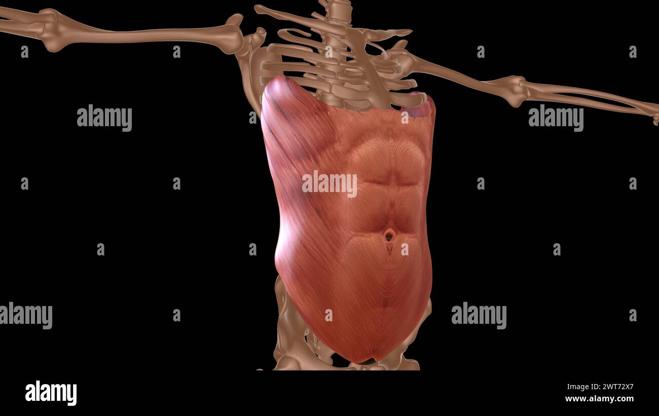 human female muscle anatomy for medical concept 3d illustration Stock ...