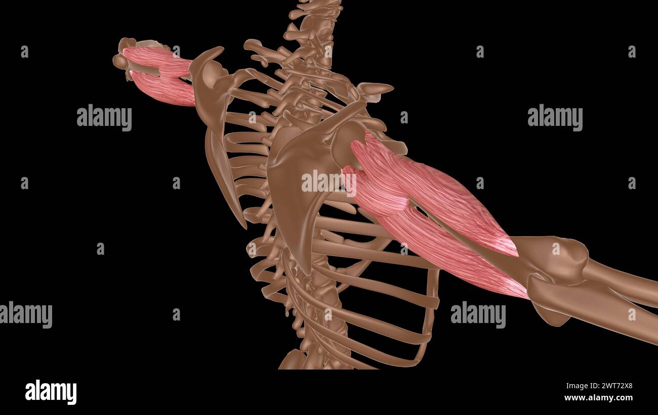 human female muscle anatomy for medical concept 3d illustration Stock ...