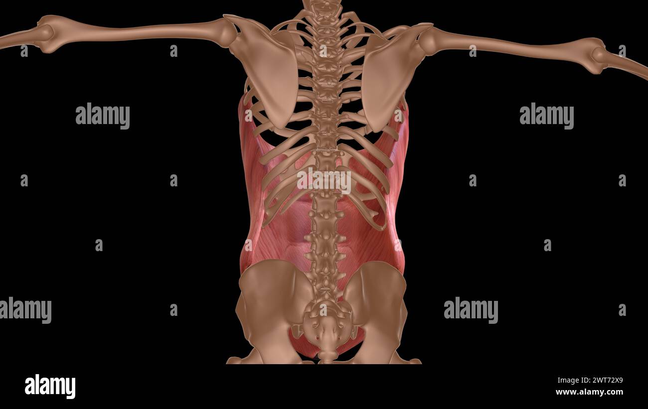 human female muscle anatomy for medical concept 3d illustration Stock ...