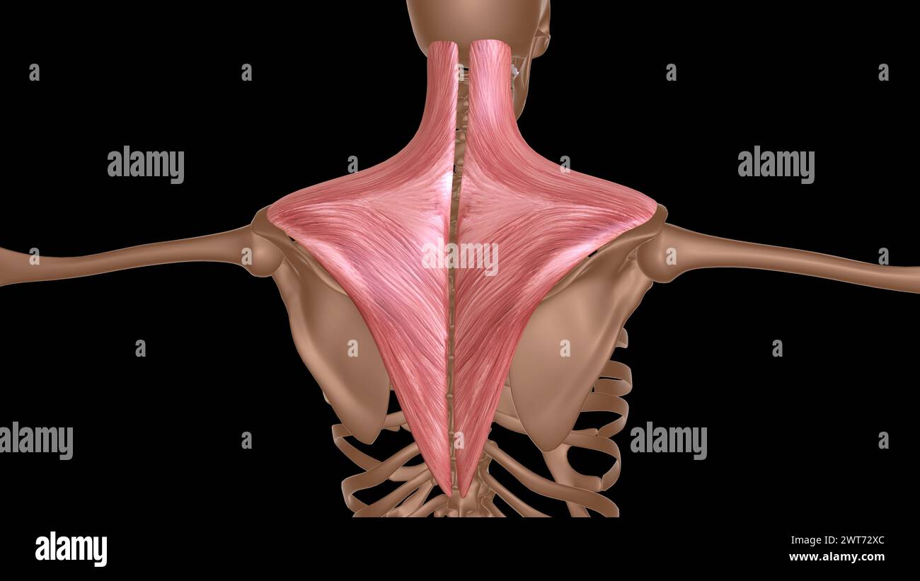 human female muscle anatomy for medical concept 3d illustration Stock ...