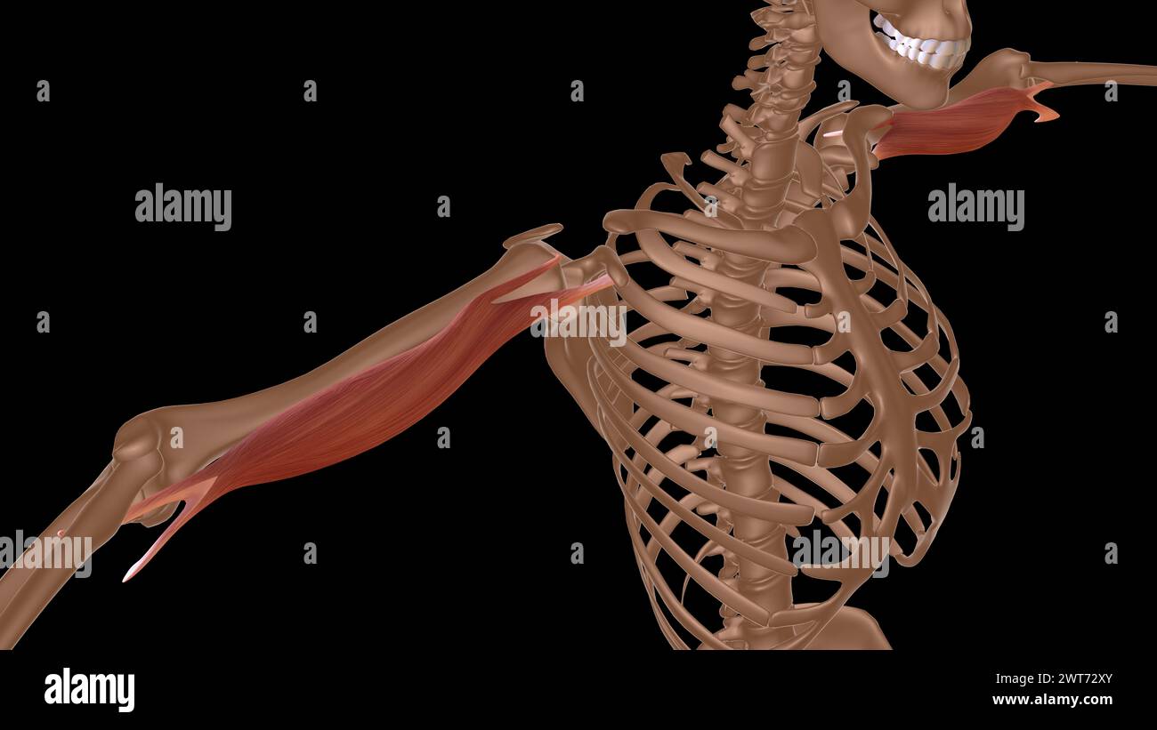 human female muscle anatomy for medical concept 3d illustration Stock ...