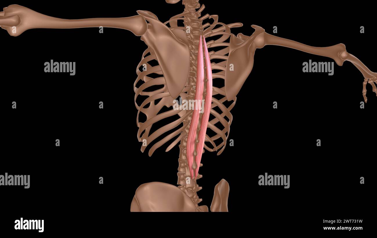 human female muscle anatomy for medical concept 3d illustration Stock ...