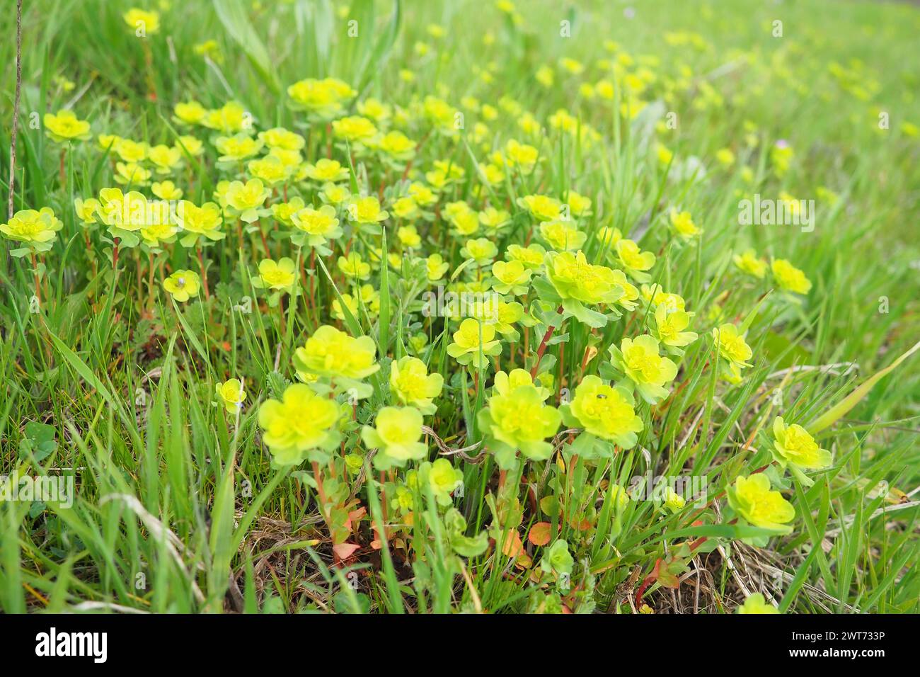 Euphorbia, flowering plant, spurge, Euphorbiaceae. Euphorbia serrata ...