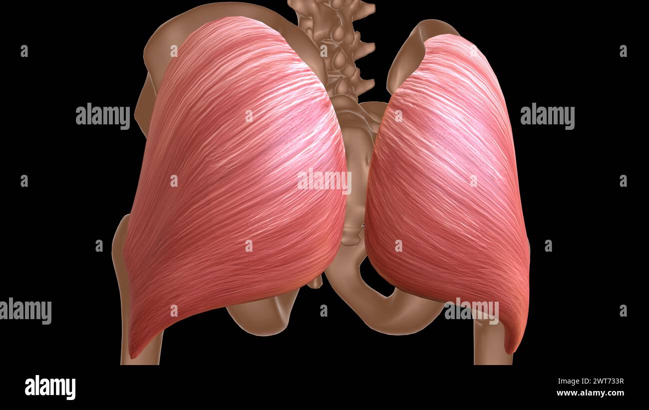 human female muscle anatomy for medical concept 3d illustration Stock ...
