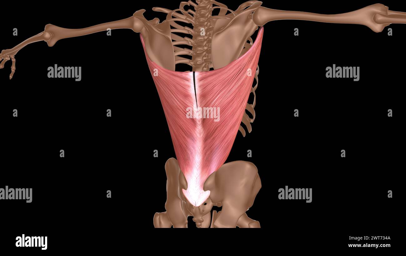 human female muscle anatomy for medical concept 3d illustration Stock ...