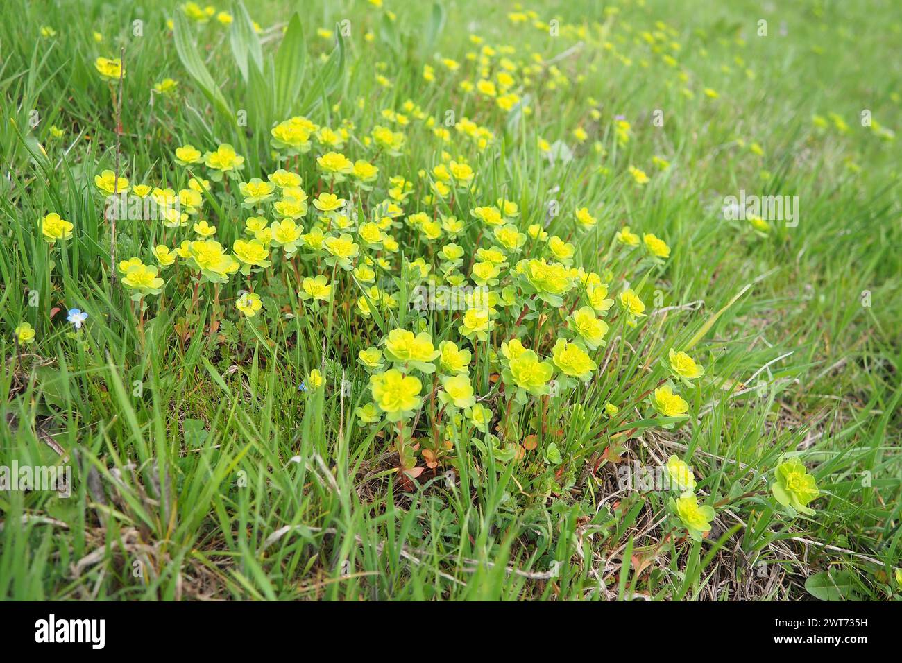 Euphorbia, flowering plant, spurge, Euphorbiaceae. Euphorbia serrata ...