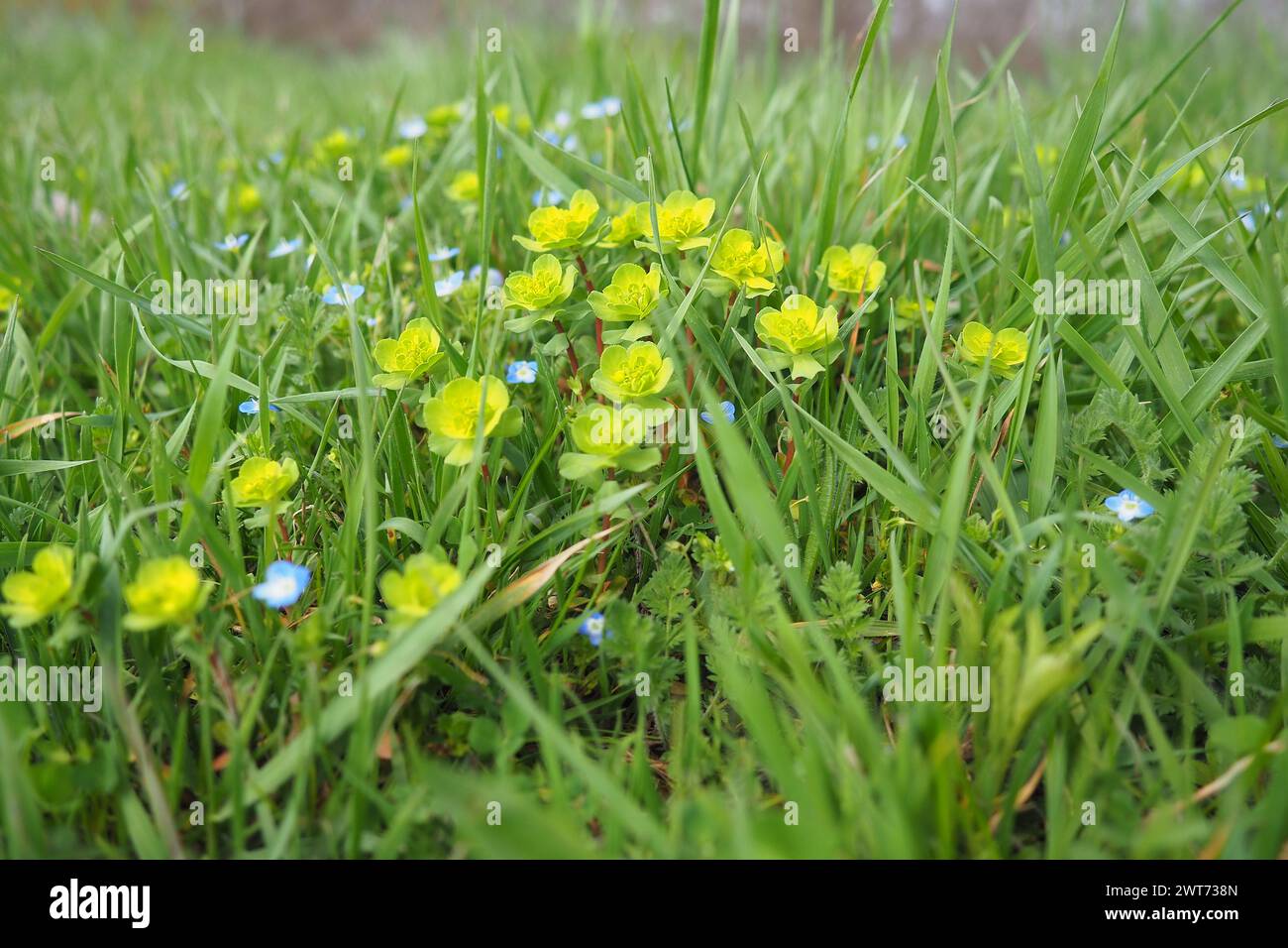 Euphorbia, flowering plant, spurge, Euphorbiaceae. Euphorbia serrata ...