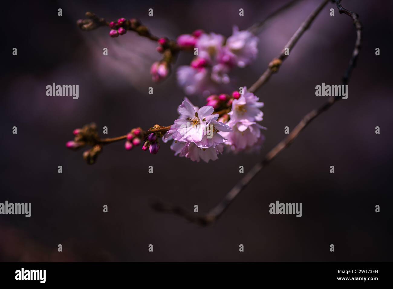 Beautifully colored trees in full bloom on spring in Prague, Czech ...