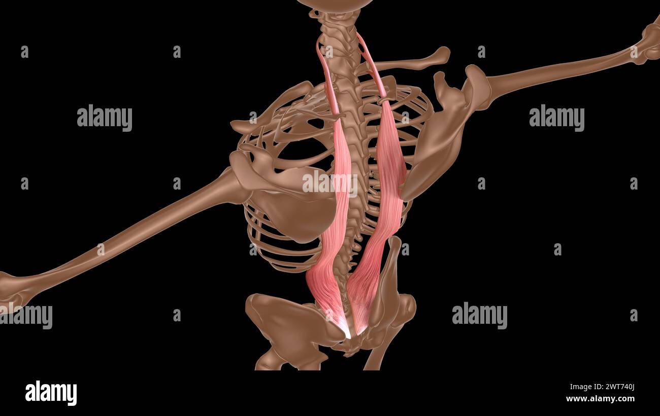 human female muscle anatomy for medical concept 3d illustration Stock ...