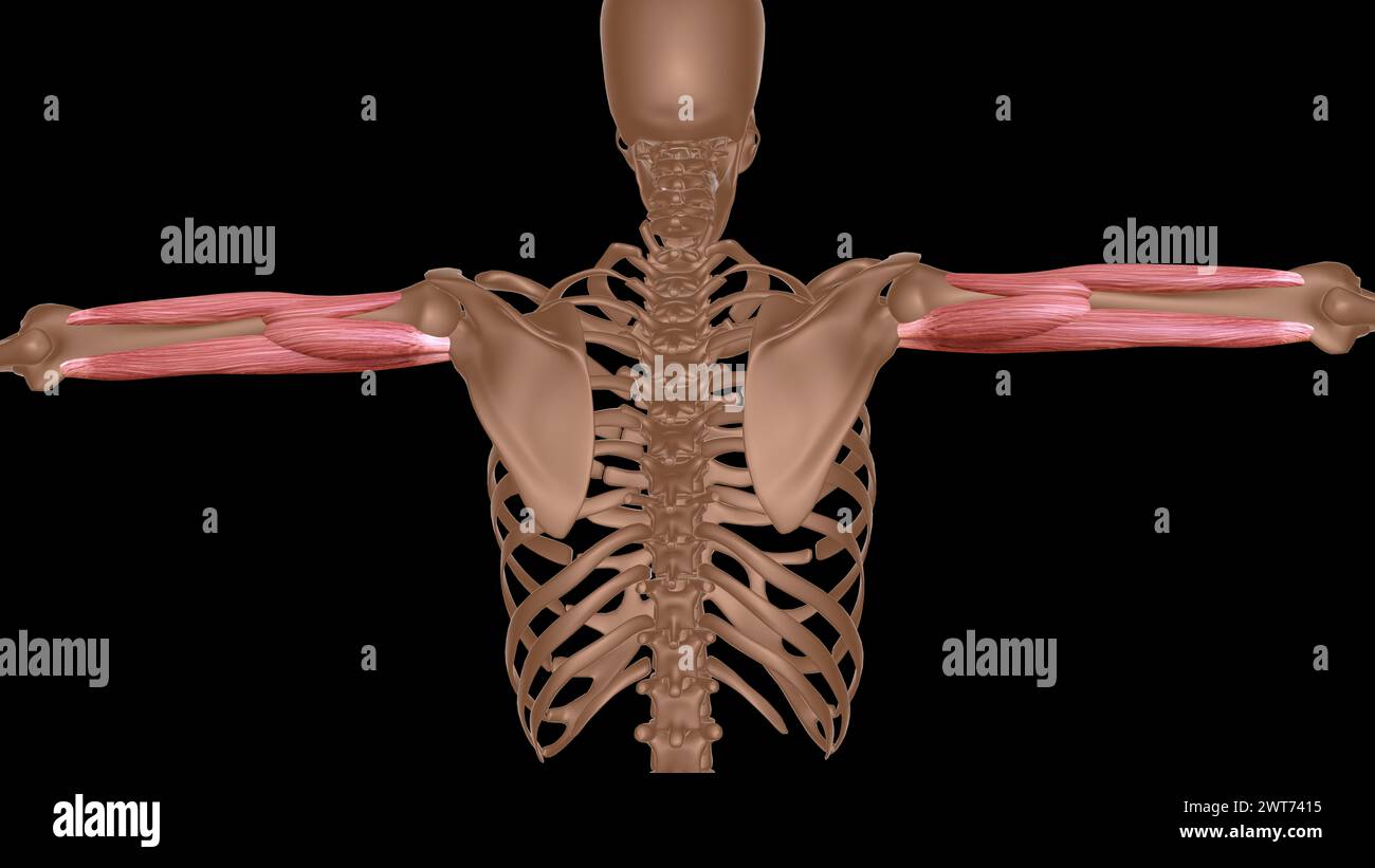 human female muscle anatomy for medical concept 3d illustration Stock ...