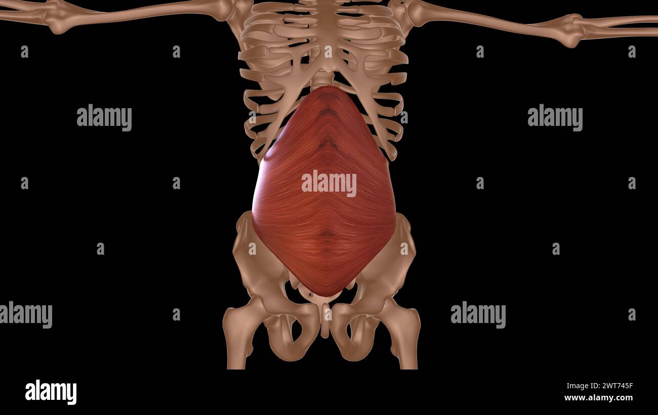 human female muscle anatomy for medical concept 3d illustration Stock ...