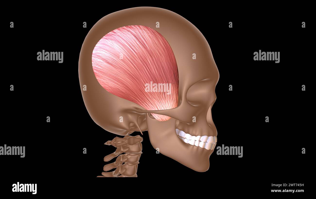 human female muscle anatomy for medical concept 3d illustration Stock ...