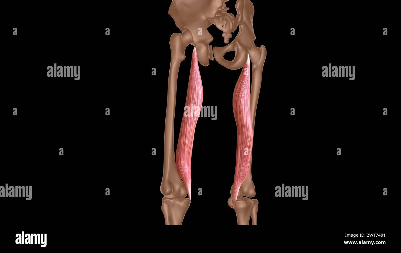 human female muscle anatomy for medical concept 3d illustration Stock ...