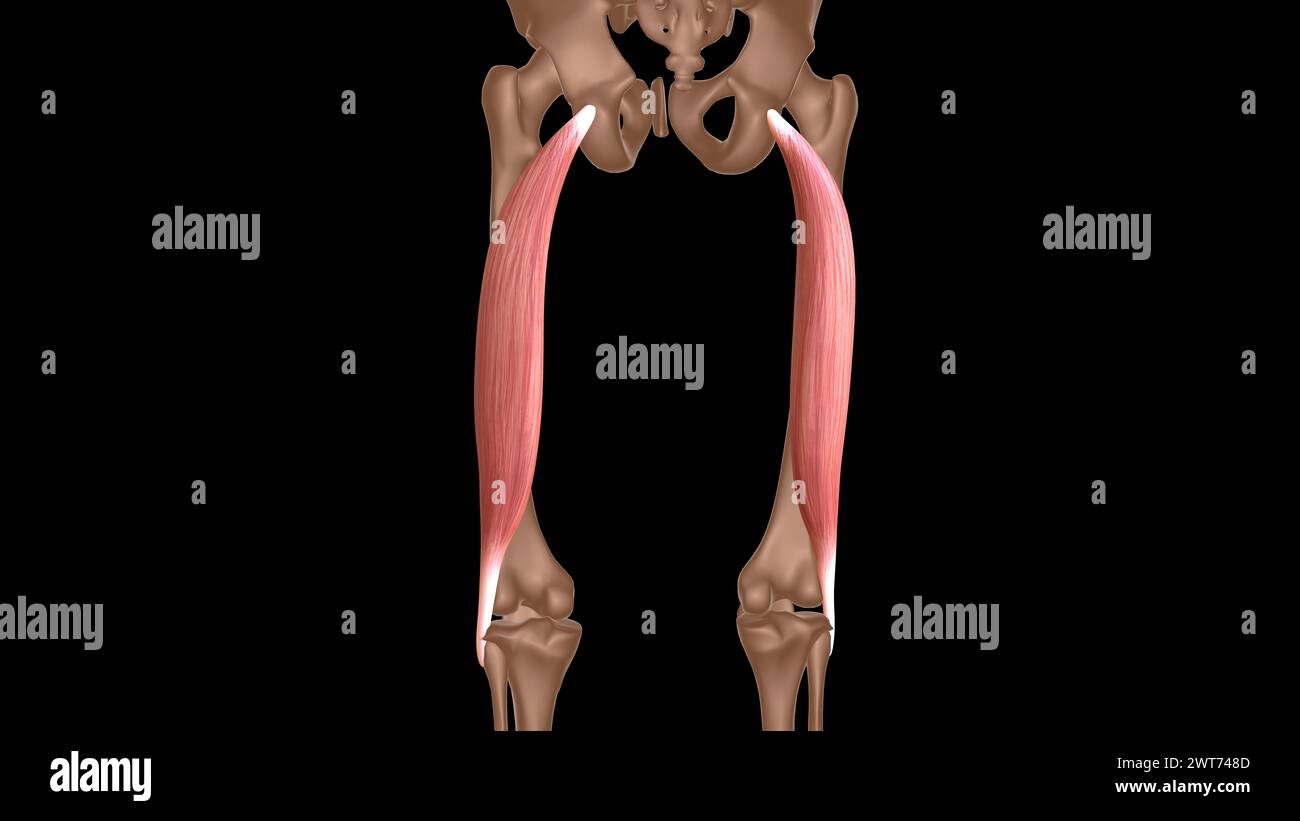 human female muscle anatomy for medical concept 3d illustration Stock ...
