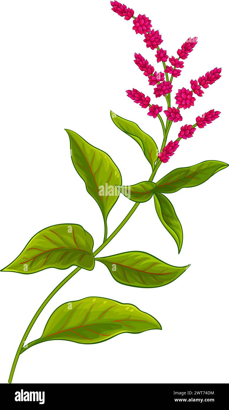 Amaranth Plant Colored Detailed Illustration Stock Vector Image & Art ...