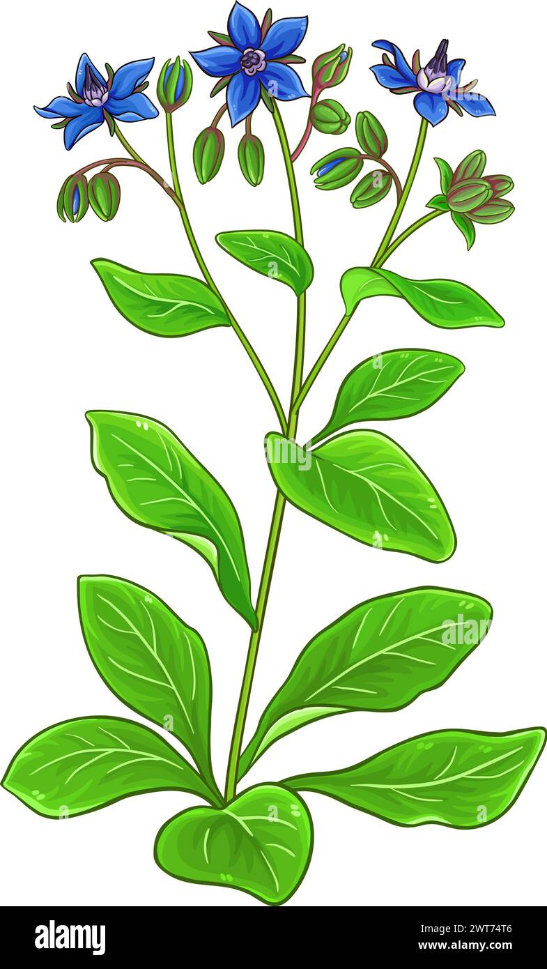 Borage Plant Colored Detailed Illustration Stock Vector Image & Art - Alamy