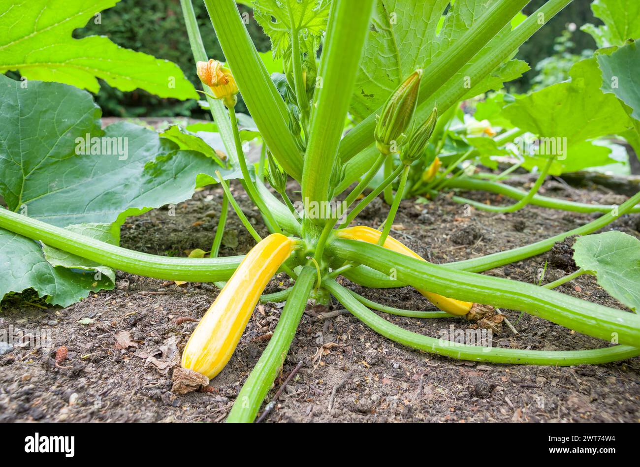 Yellow courgette (zucchini) plant Sunstripe growing in a vegetable ...