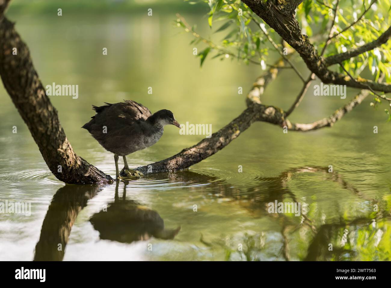 Eurasian coot birds on tree hi-res stock photography and images - Alamy