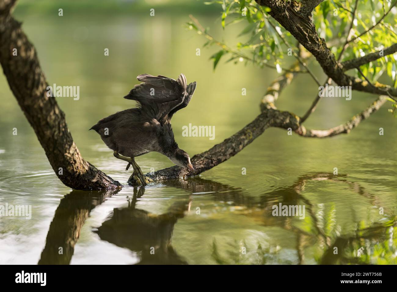 Eurasian coot birds on tree hi-res stock photography and images - Alamy