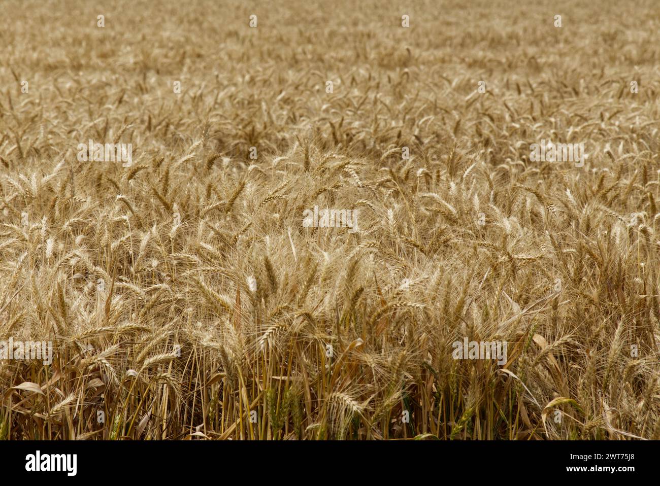 Field of golden wheat crop ready for harvesting hi-res stock ...