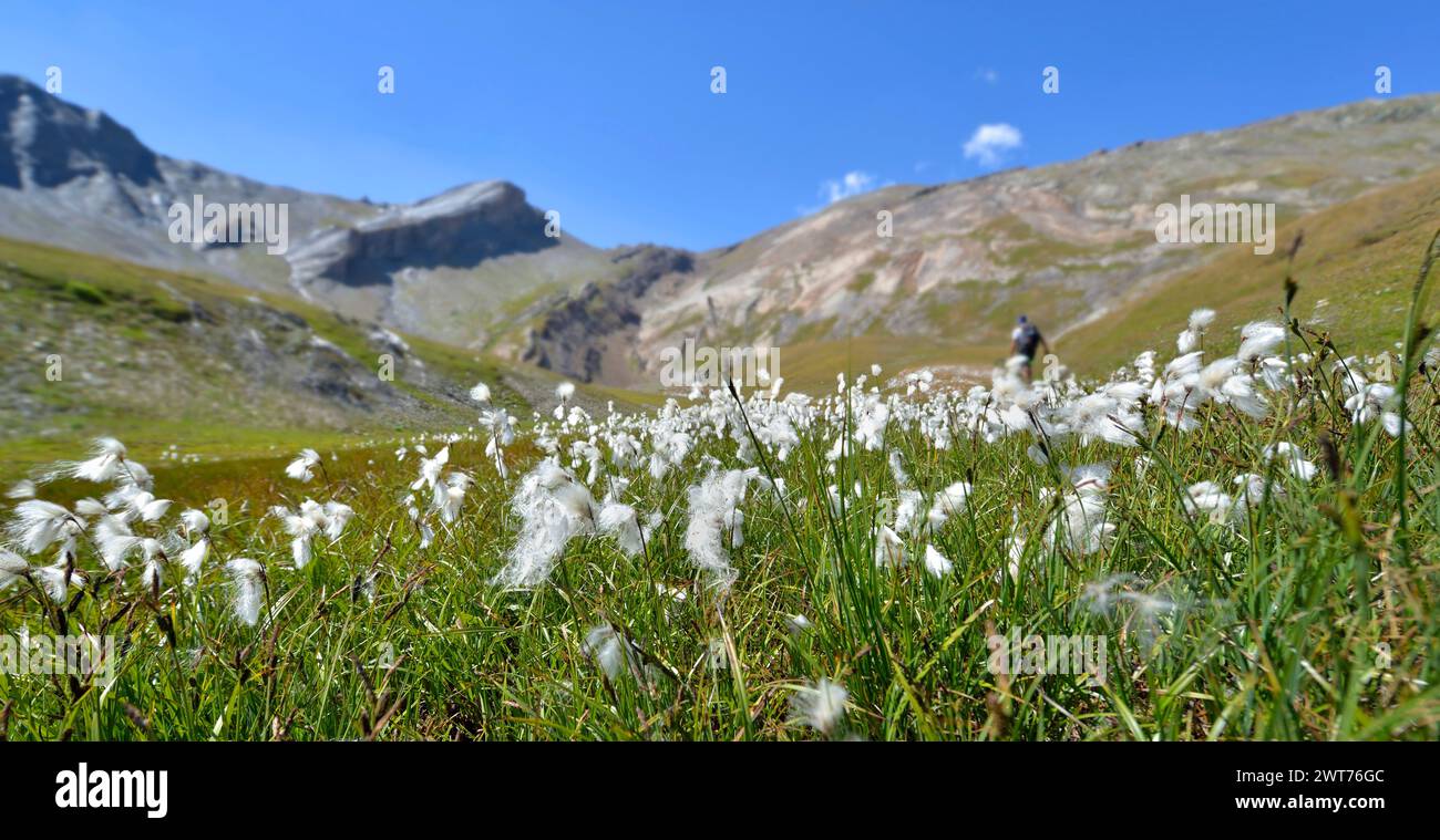linaigrette flowers cotton grass in a meadow and rocky mountains ...