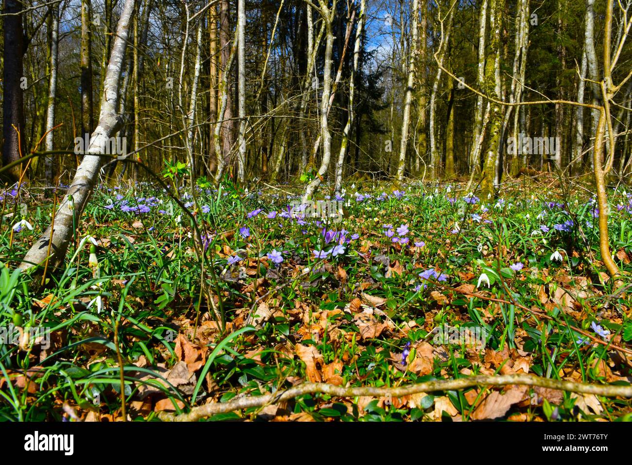 Forest with spring common hepatica (Anemone hepatica) flowers lit by ...