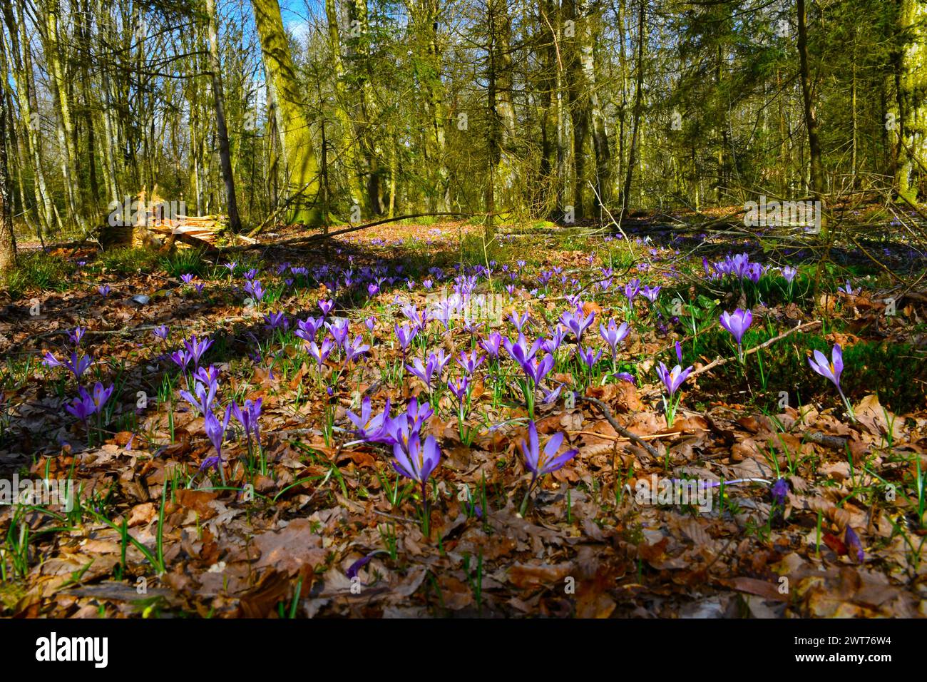 Purple spring crocus (Crocus vernus) flowers in a temperate, deciduous ...