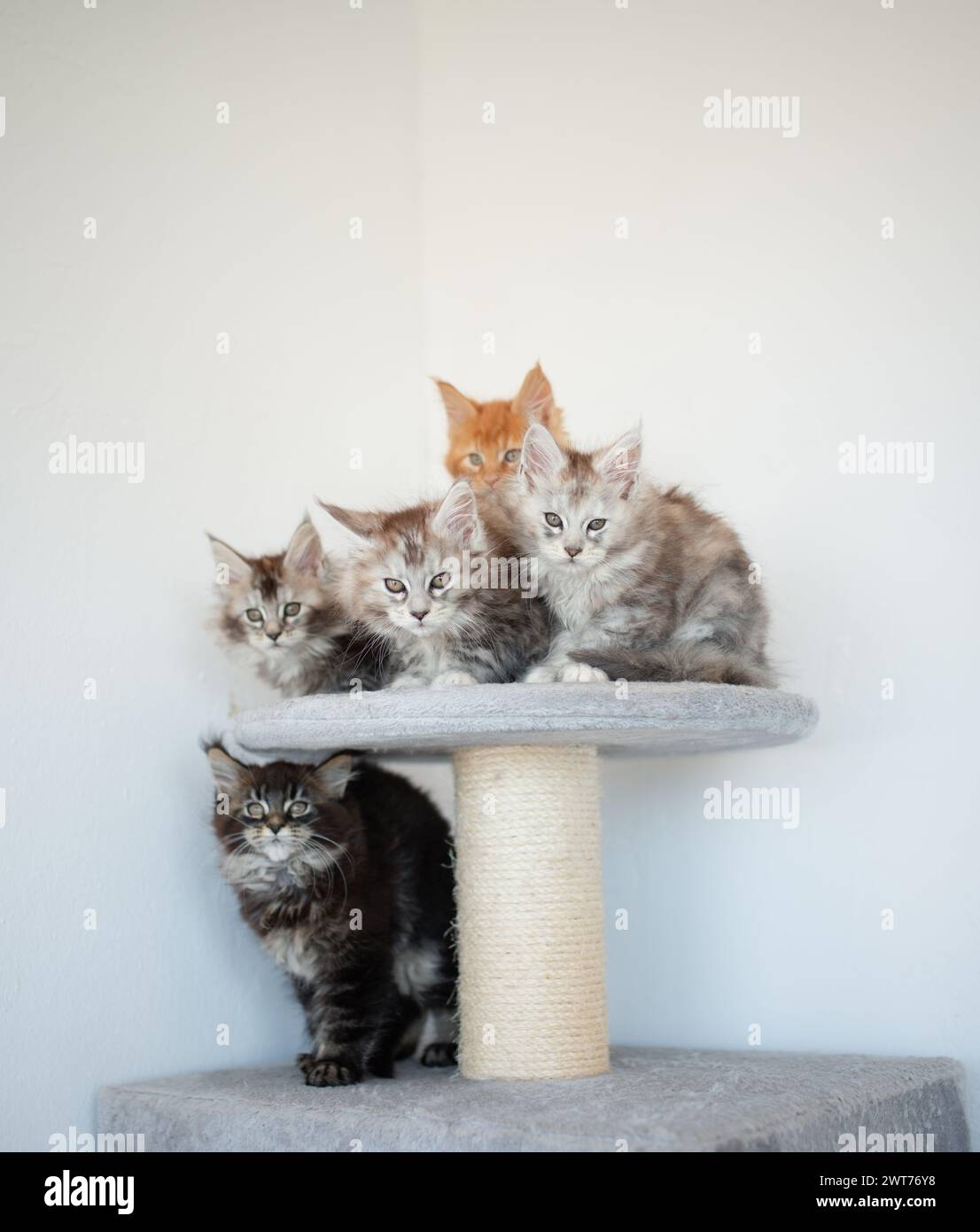 Lots of cute Maine Coon kittens Stock Photo - Alamy