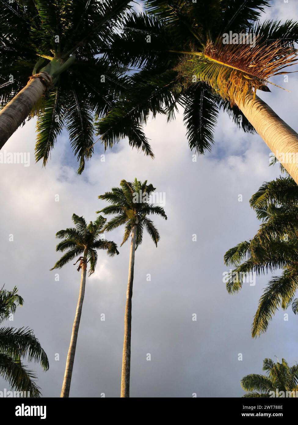 giant royal palm trees seen from low angel shot, tropical background ...