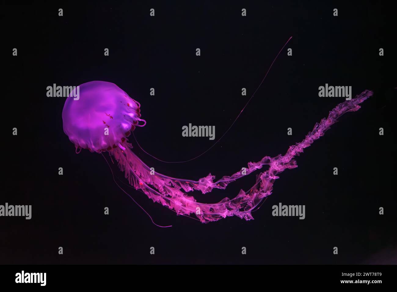 Purple-striped Jellyfish, Chrysaora colorata swimming in dark water of ...