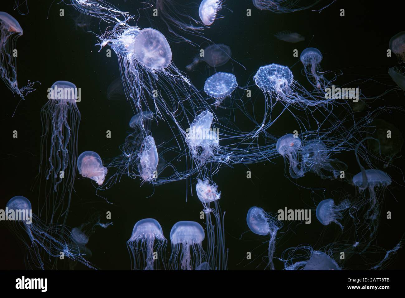 Atlantic sea nettle, Chrysaora quinquecirrha, East Cost sea nettle ...