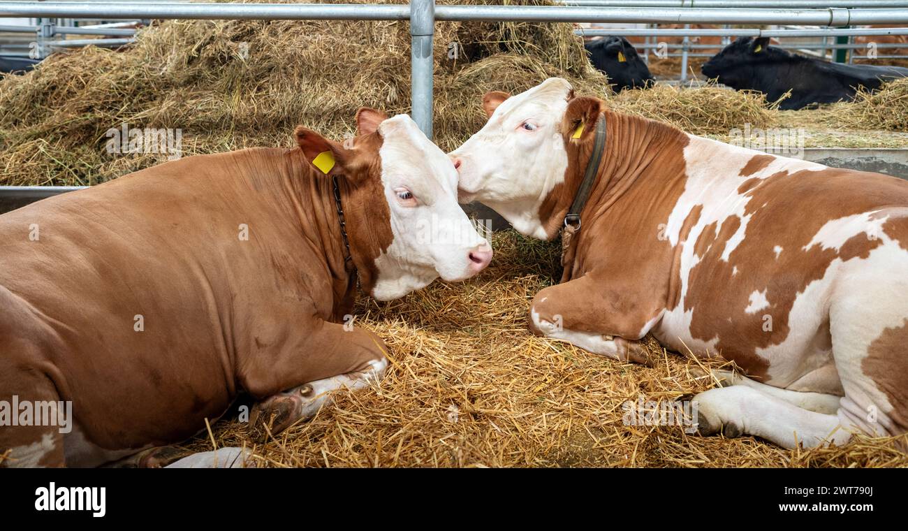 Two red-white cows lying on ground and resting in agricultural bio farm ...