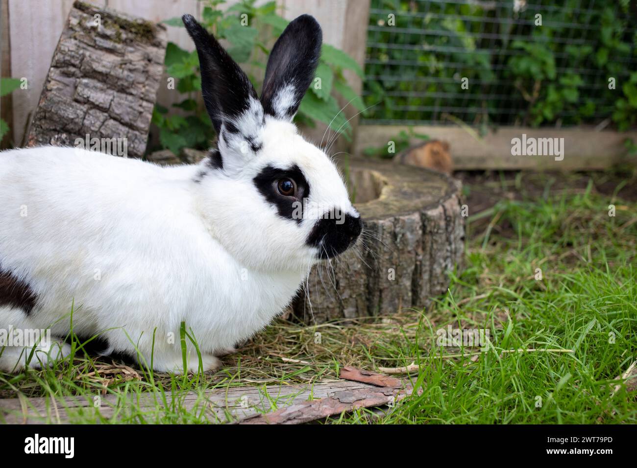 Cute curious baby rabbit bunny sitting on top with fresh grass looking ...