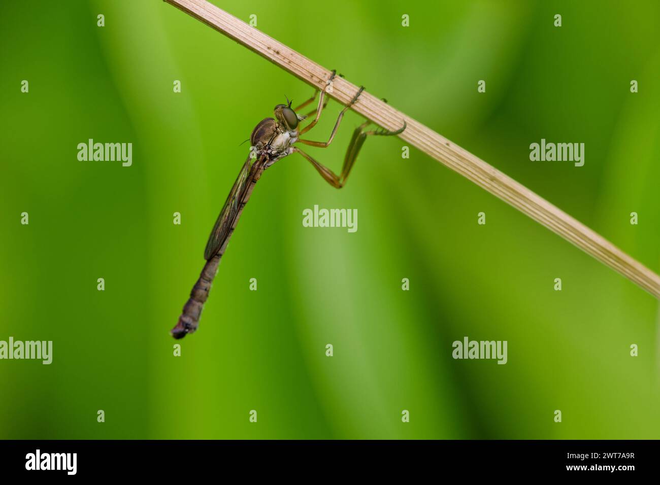 Slender robber-fly (Leptogaster cylindrica Stock Photo - Alamy