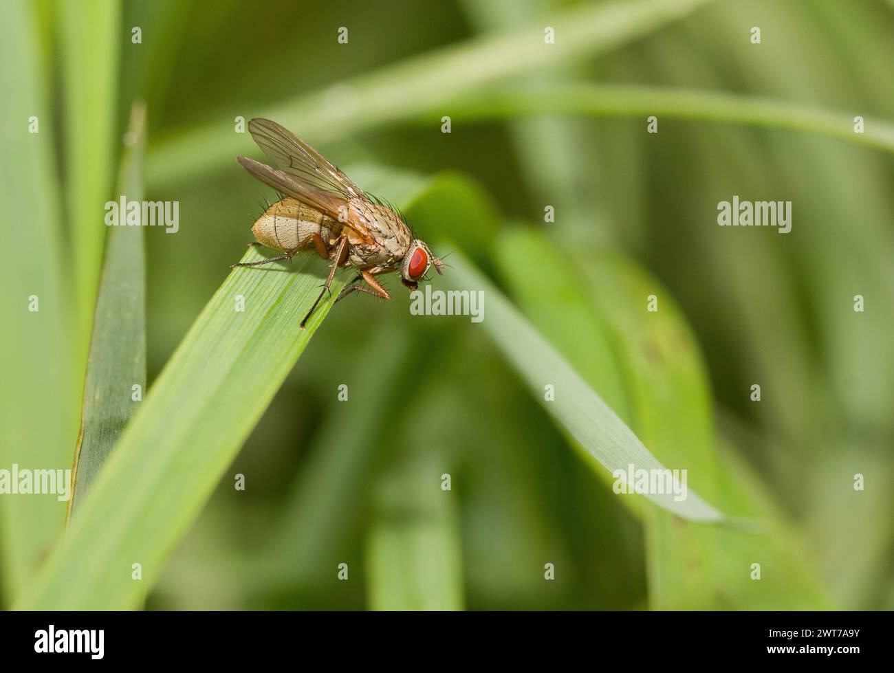 Stable fly hi-res stock photography and images - Alamy