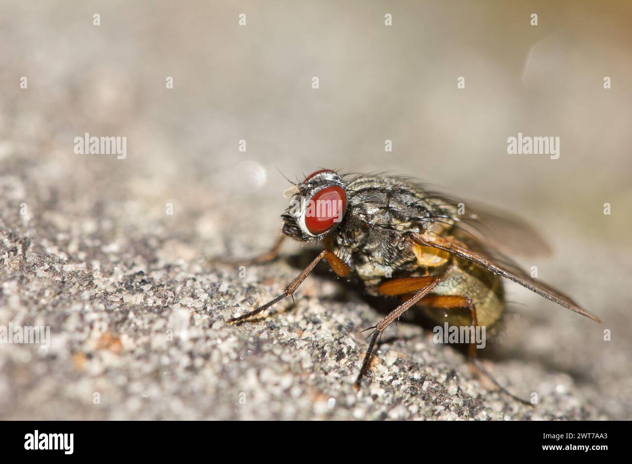 Corni hi-res stock photography and images - Alamy