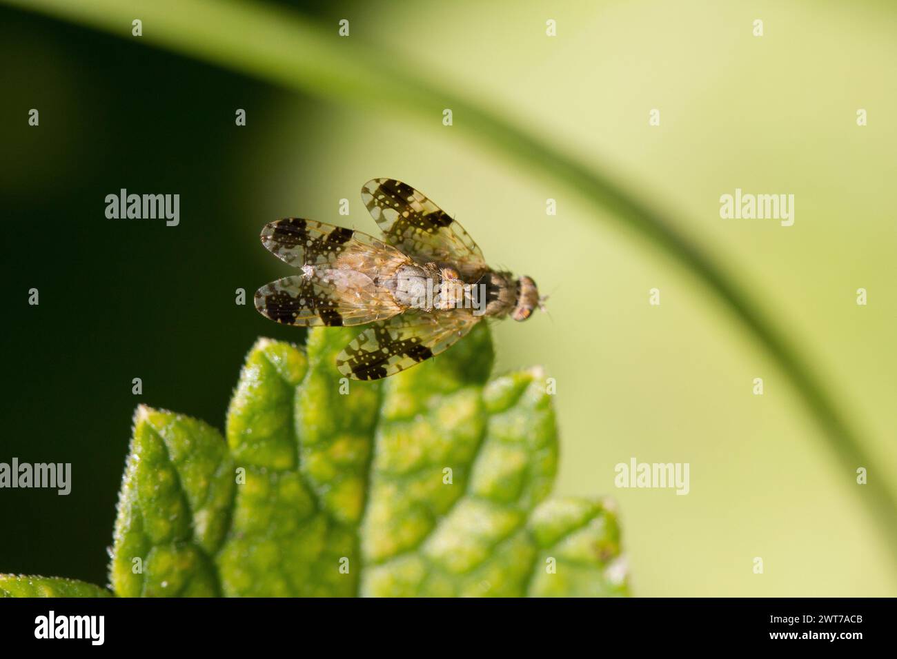 Female fruit fly mating hi-res stock photography and images - Alamy