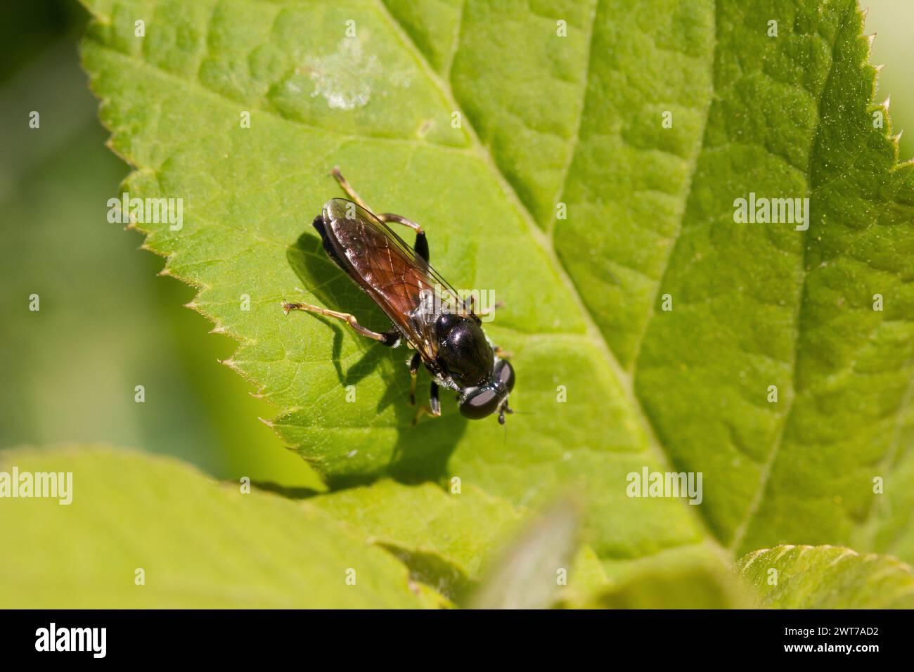 Xylota hi-res stock photography and images - Alamy
