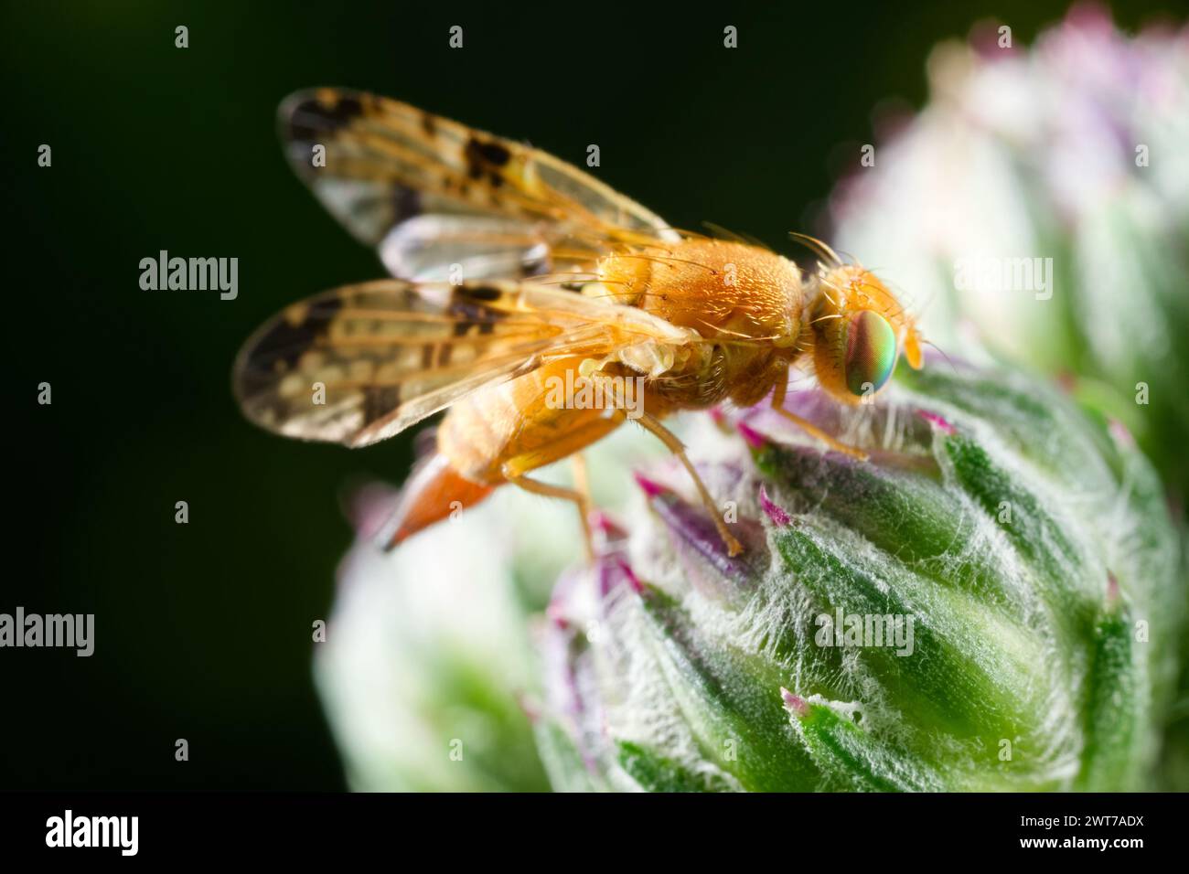 Mottled thistle fruit fly (Xyphosia miliaria Stock Photo - Alamy