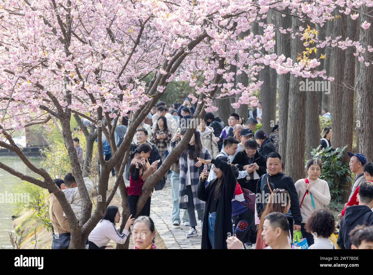 WUXI, CHINA - MARCH 16, 2024 - Tourists enjoy cherry blossoms in full bloom at Tai lake ...